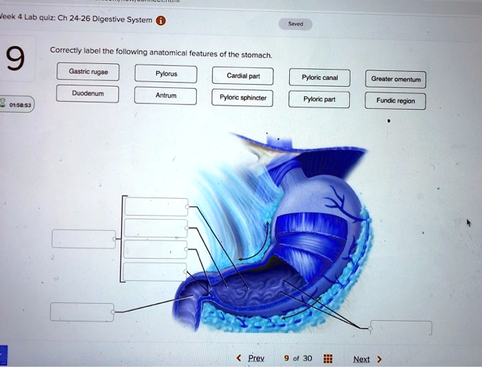 Week 4 Lab quiz: Ch 24-26 Digestive System Saved 9 Correctly label the ...