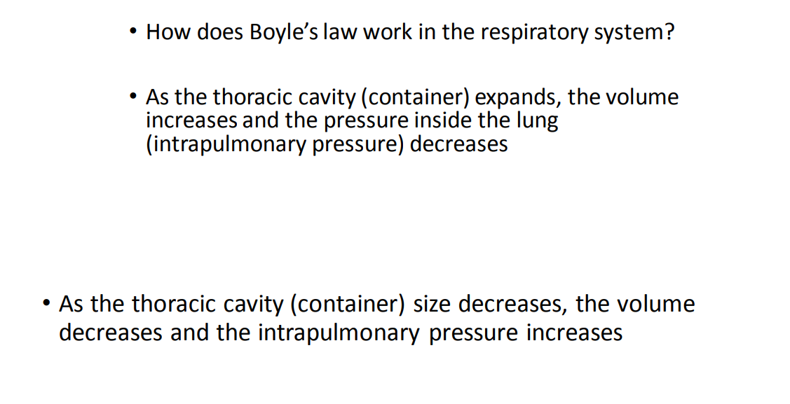- How does Boyle's law work in the respiratory system? - As the ...