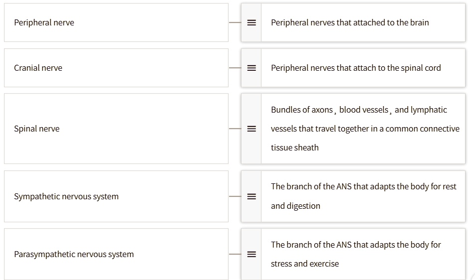 Peripheral nerve Peripheral nerves that attached to the brain Cranial ...
