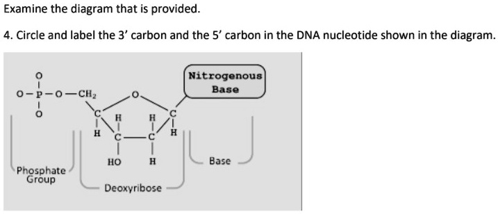 examine the diagram that is provided circle and label the 3 carbon and ...