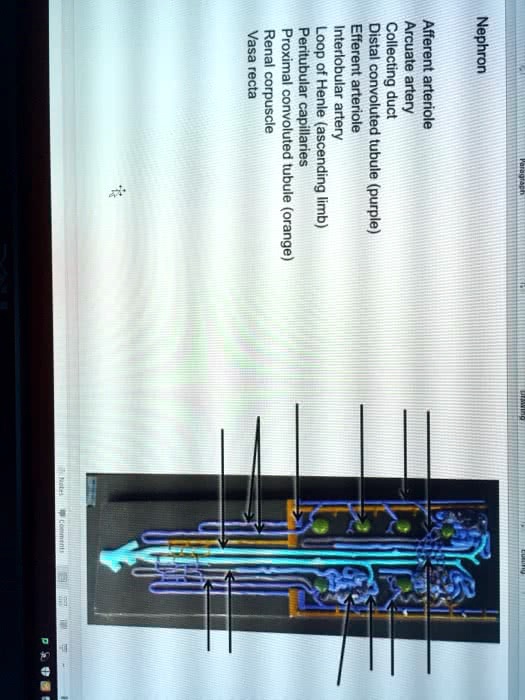 ' Nephron Afferent arteriole Arcuate artery Collecting duct Distal ...