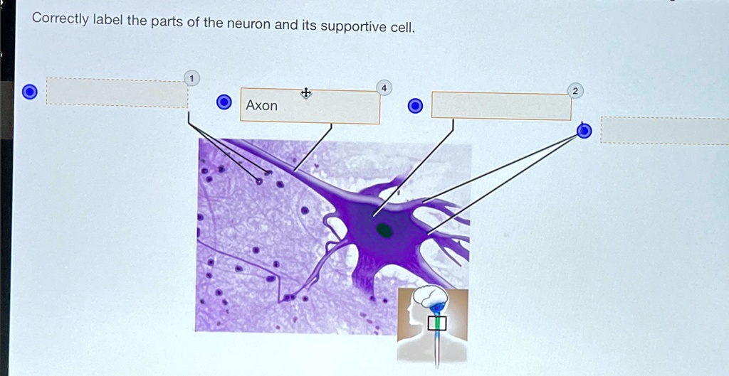 SOLVED: Correctly label the parts of the neuron and its supportive cell ...