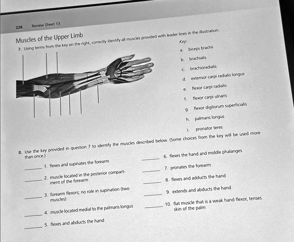 226 review sheet 13 muscles of the upper limb 7 using terms from the key on the right correctly ...