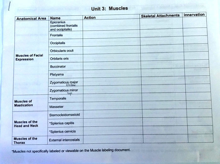 Unit 3: Muscles Anatomical Area Name Action Skeletal Attachments ...