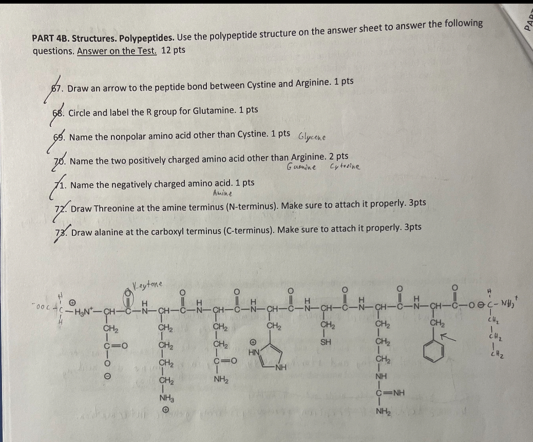 SOLVED: PART 4B. Structures. Polypeptides. Use the polypeptide structure on the answer sheet to ...