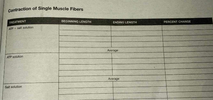 SOLVED: Contraction of Single Muscle Fibers