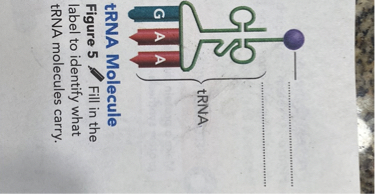 SOLVED: tRNA Molecule Figure 5 Fill in the label to identify what tRNA molecules carry.