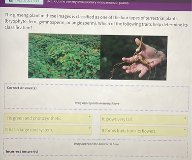 The ginseng plant in these images is classified as one of the four ...