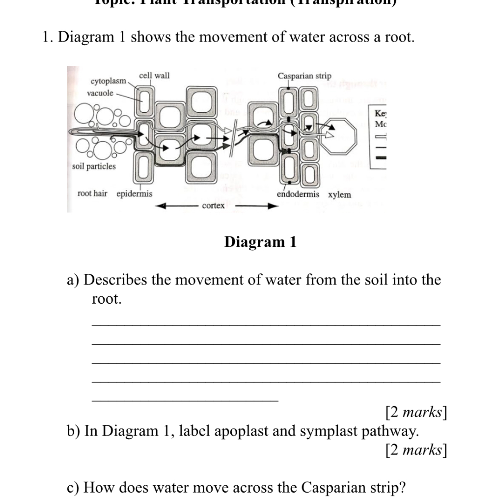 1. Diagram 1 shows the movement of water across a root. Diagram 1 a ...