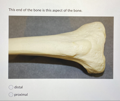 SOLVED: This end of the bone is this aspect of the bone. distal proximal