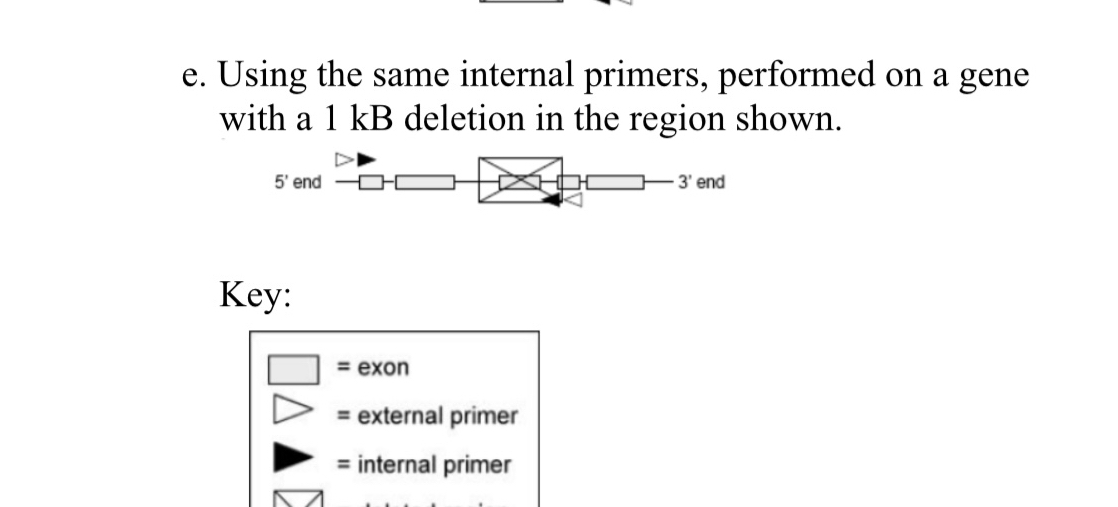 SOLVED: e. Using the same internal primers, performed on a gene with a ...
