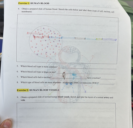 Exercise 1: HUMAN BLOOD 4. Oteain a prepared slide of human blood ...
