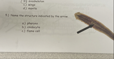 exoskeleton c.) wings d.) mantle 5.) Name the structure indicated by ...