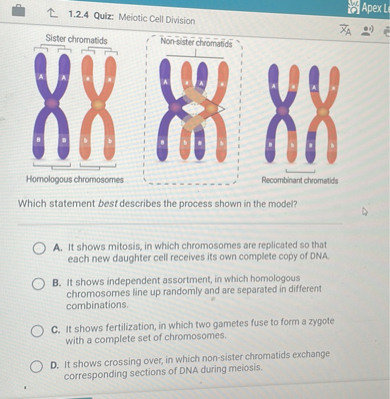 124 quiz meiotic cell division homologous chromosomes which statement ...