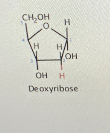 SOLVED: Deoxyribose