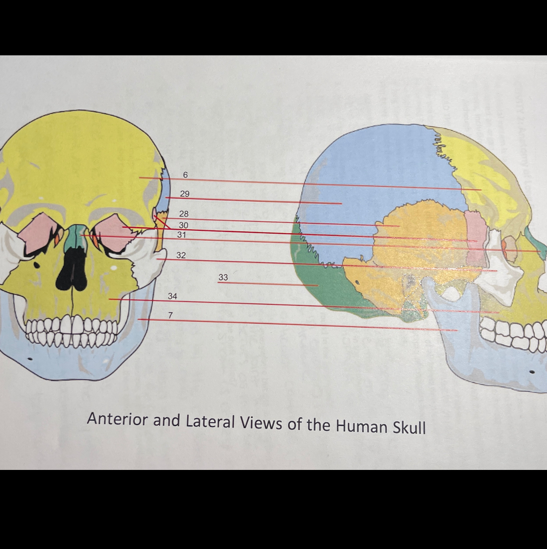 Anterior and Lateral Views of the Human Skull