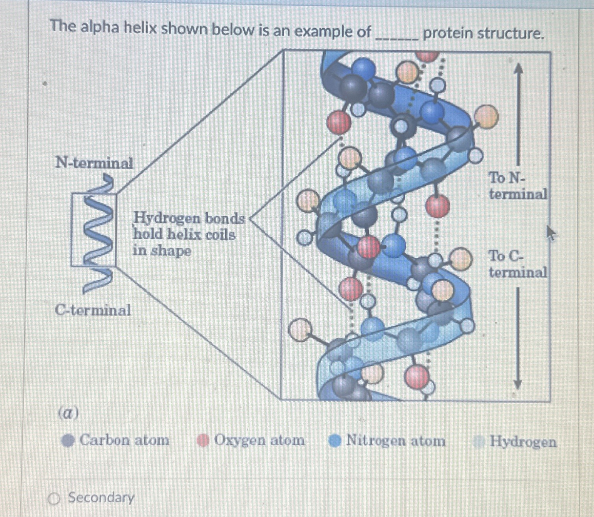 SOLVED: The alpha helix shown below is an example of protein structure. (a) Carbon atom Oxygen ...