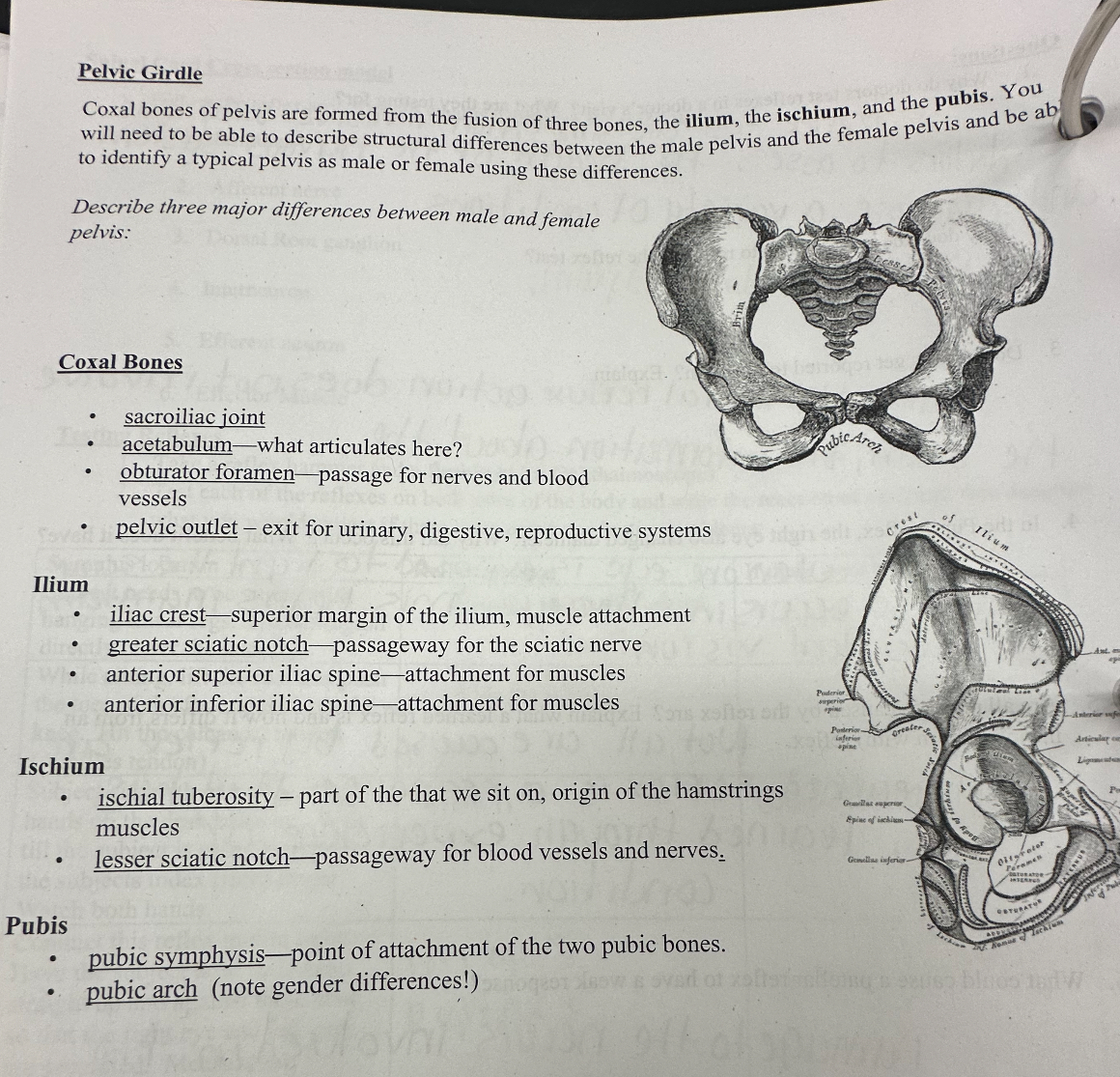 Pelvic Girdle Coxal bones of pelvis are formed from the fusion of three ...