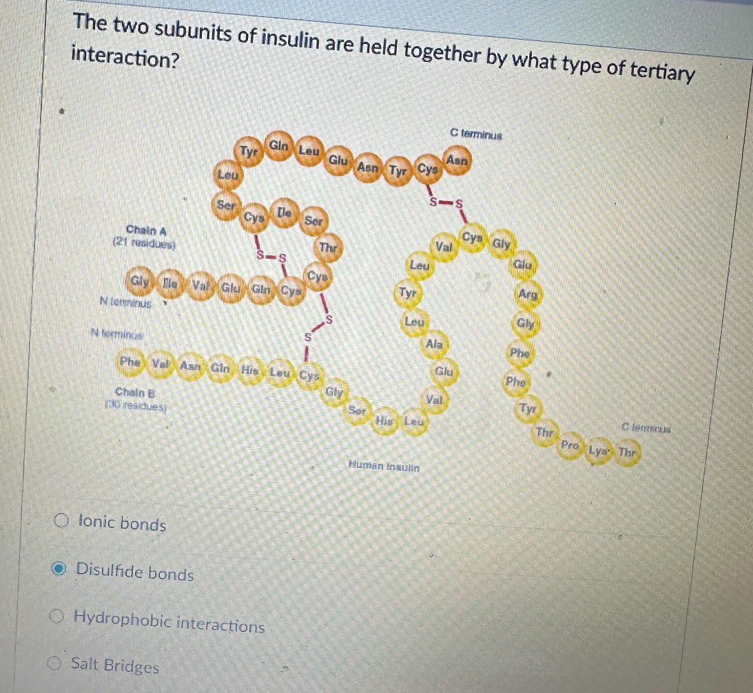 SOLVED: The two subunits of insulin are held together by what type of ...