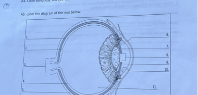 AS. Label the diagram of the eye below.