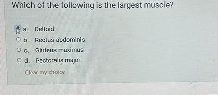 which of the following is the largest muscle a deltoid b rectus abdominis c gluteus maximus d ...