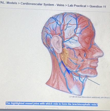 AL: Models > Cardiovascular System - Veins > Lab Practical > Question ...