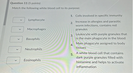 Question 11 (5 points) Match the following white blood cell to its ...