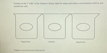 Tonicity: In the 3 "cells" in the "beakers" below, label for water and ...