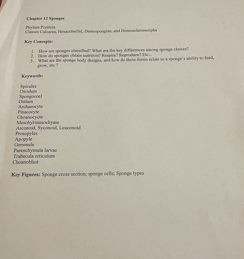 SOLVED: Chapter 12 Sponges Phylum Porifera Classes Calcarea ...