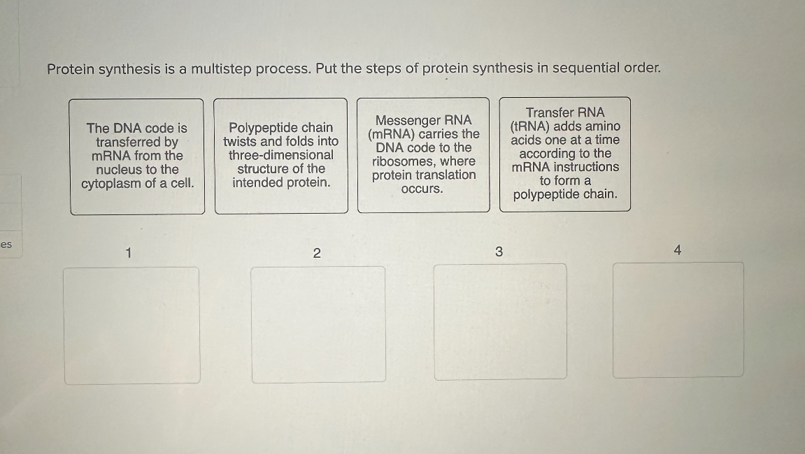 Protein synthesis is a multistep process. Put the steps of protein synthesis in sequential order ...