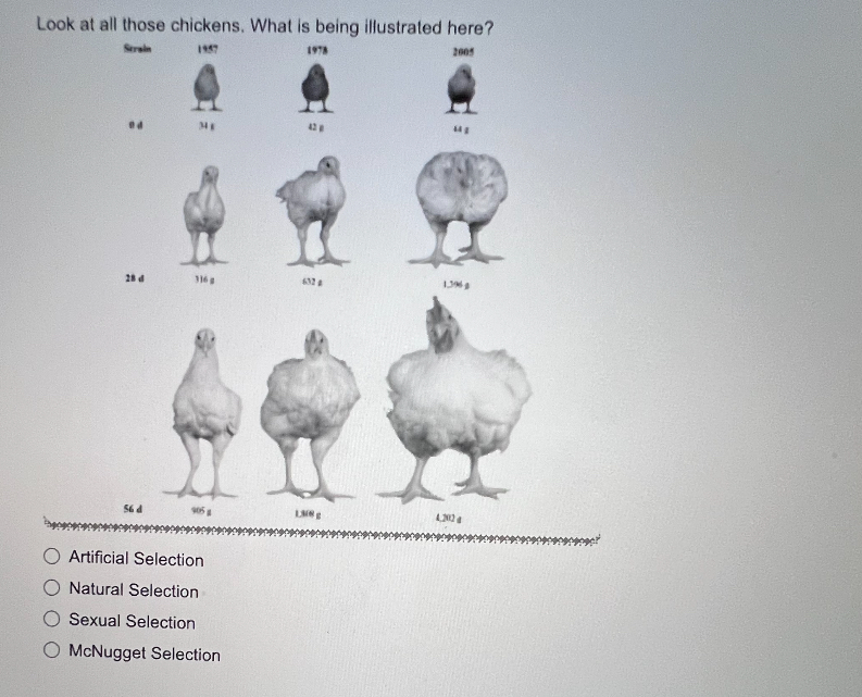 SOLVED: Look at all those chickens. What is being illustrated here ...