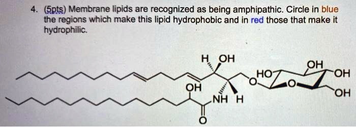 spts membrane lipids are recognized as being amphipathic circle in blue ...