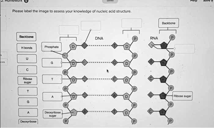 Please label the image to assess your knowledge of nucleic acid ...