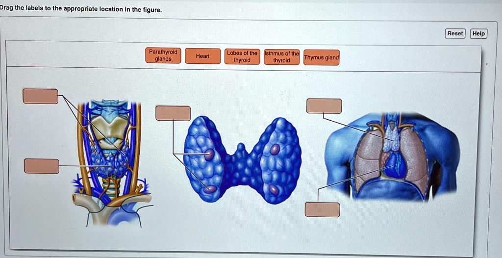 Drag the labels to the appropriate location in the figure. Parathyroid ...