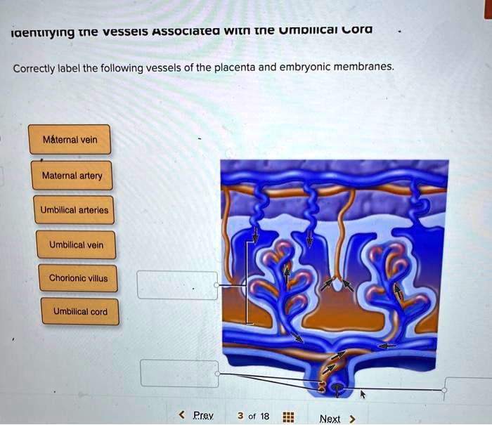 SOLVED: Identifying the vessels associated with the placental and ...