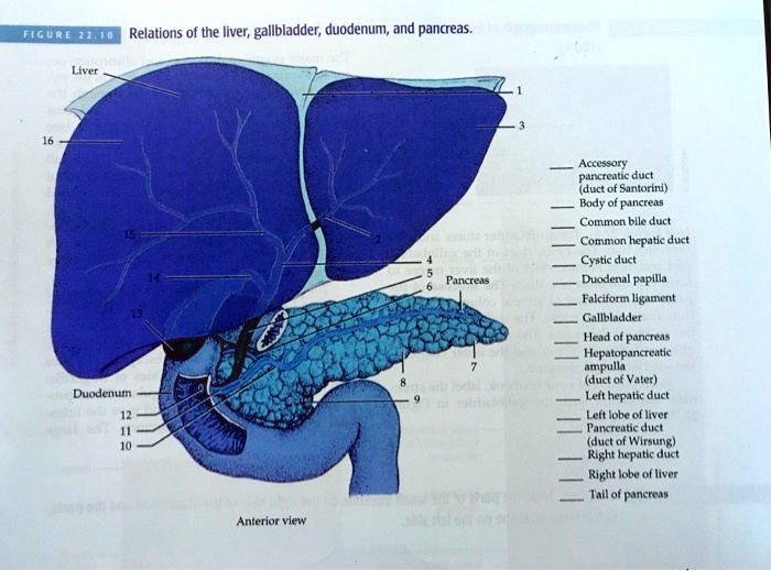FIGURE 22.10 Relations of the liver, gallbladder, duodenum, and ...