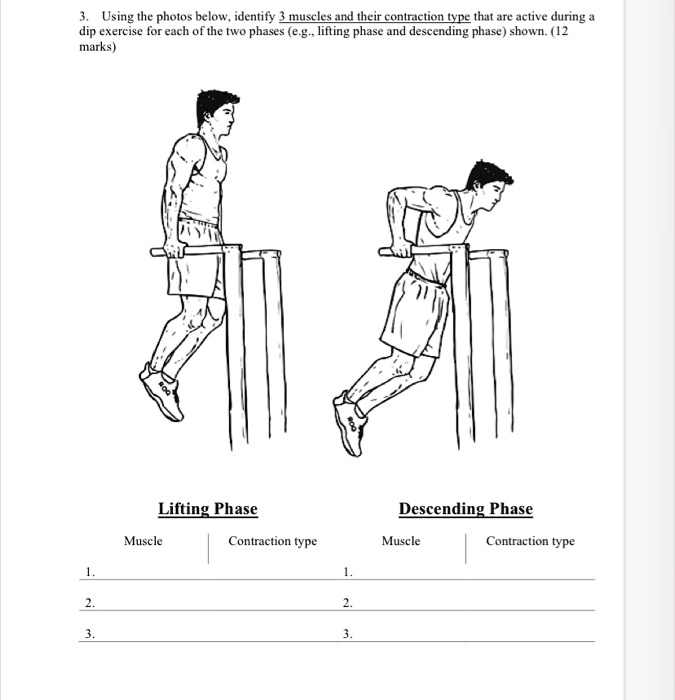 3. Using the photos below, identify 3 muscles and their contraction ...