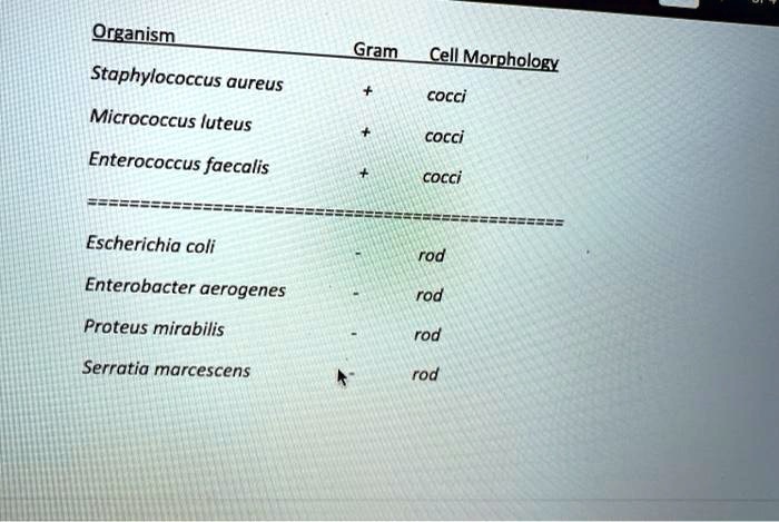 SOLVED: Gram Cell Morphology: cocci Organism: Staphylococcus aureus ...