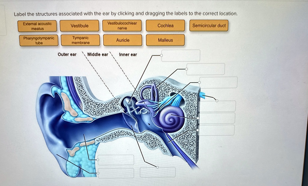 [GET ANSWER] label the structures associated with the ear by clicking ...