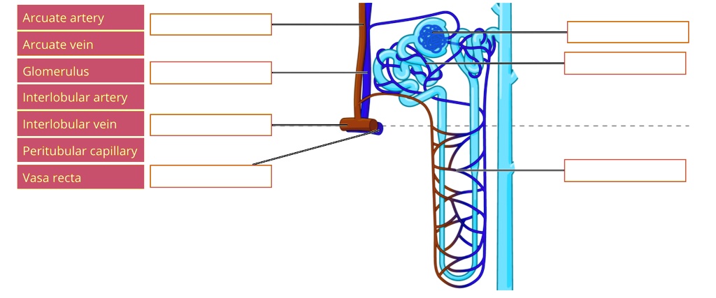 SOLVED: Label the blood vessels of the nephron. - Arcuate artery - Arcuate vein - Glomerulus ...