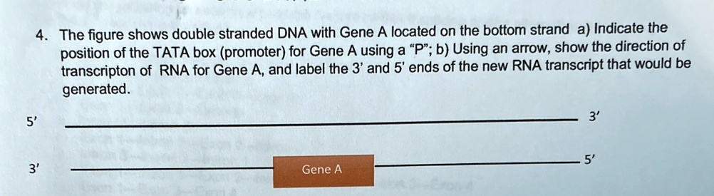 5 4 the figure shows double stranded dna with gene a located on the ...