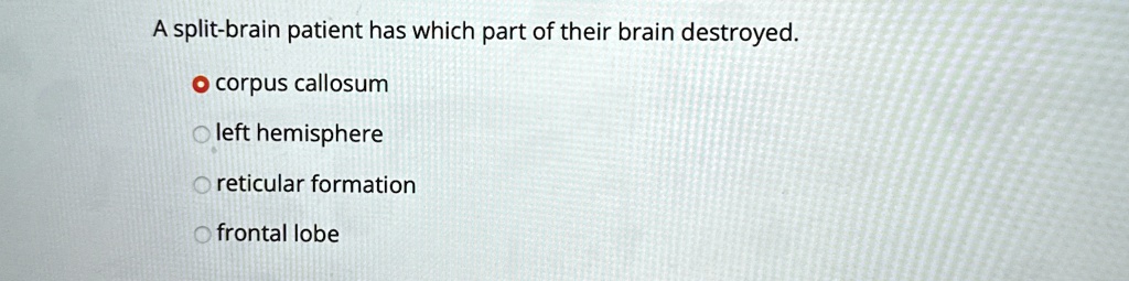 a split brain patient has which part of their brain destroyed corpus ...