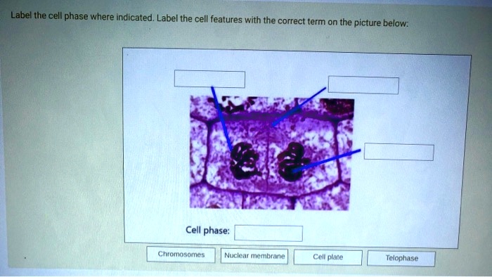 SOLVED: Label the cell phase where indicated: Label the cell features ...