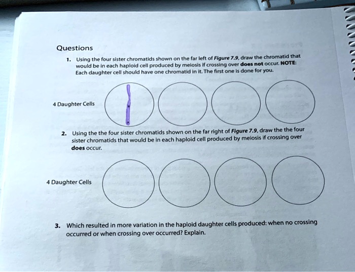 SOLVED:Questions Using the four sister chromatids shown on the far left ...