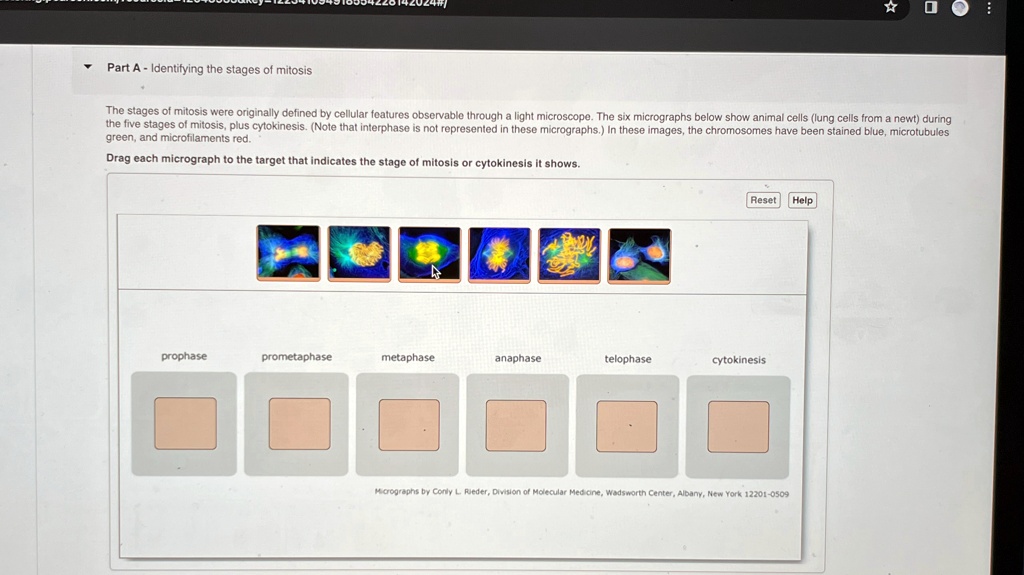 part a identifying the stages of mitosis the stages of mitosis were ...