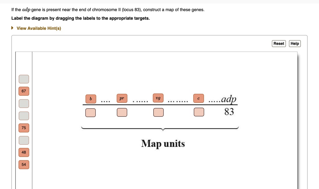 If the adp gene is present near the end of chromosome II (locus 83 ...