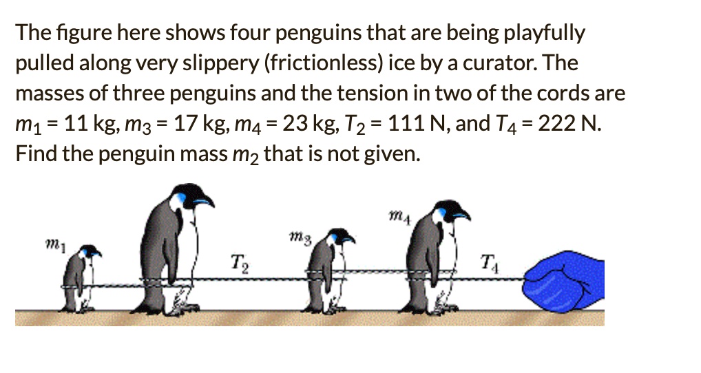 SOLVED: The figure here shows four penguins that are being playfully ...