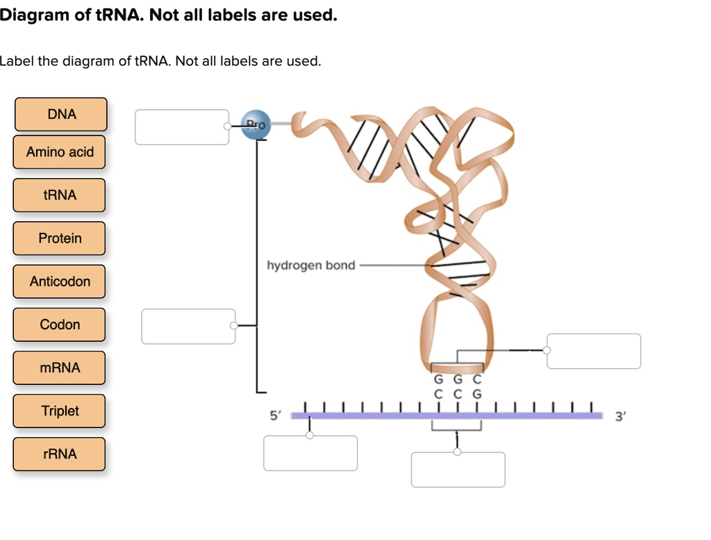 diagram of trna not all labels are used label the diagram of trna not ...