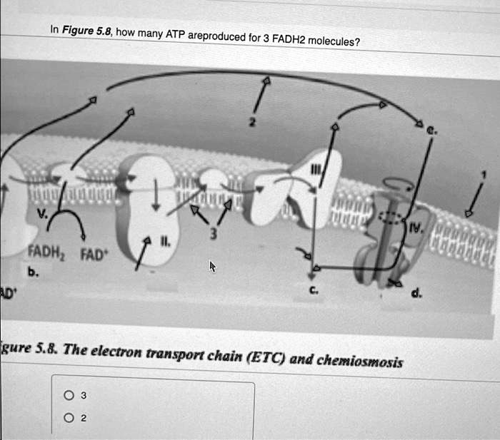 Figure 5.8: How many ATP are produced for 3 FADH2 molecules? FADH2 ...