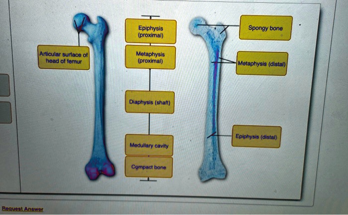 SOLVED: Epiphysis (proximal) Spongy bone Articular surface head of ...